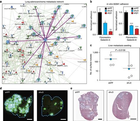 Integrin α3β1 Mediates Adhesion And Seeding In Vitro And In Vivo A Download Scientific