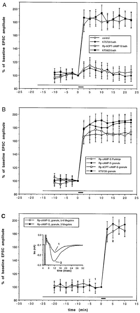 Pka Inhibitor Drugs Block Cerebellar Ltp Induction In Granule