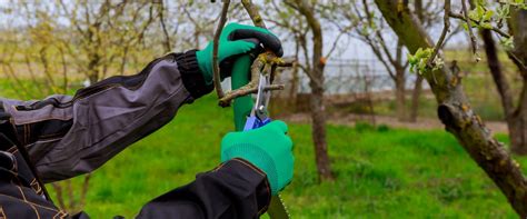 Sustainable Tree Pruning In Cedar Rapids