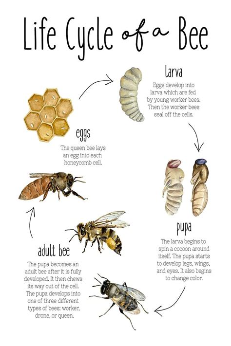 What Is The Life Cycle Of A Queen Honey Bee At Lorelei Rios Blog
