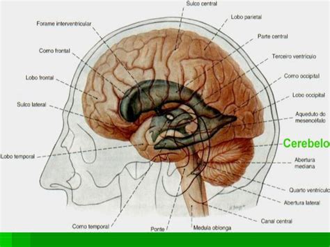 3anatomia Del Cerebelo