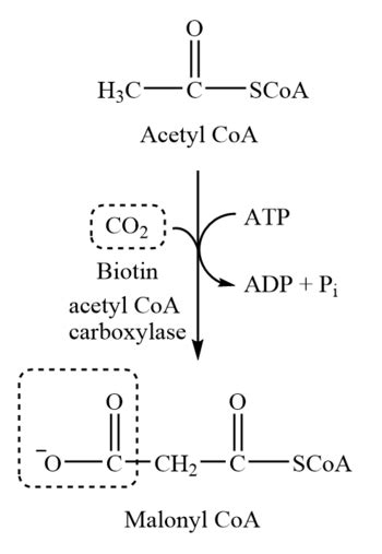 Acetyl Coa Carboxylase Structure