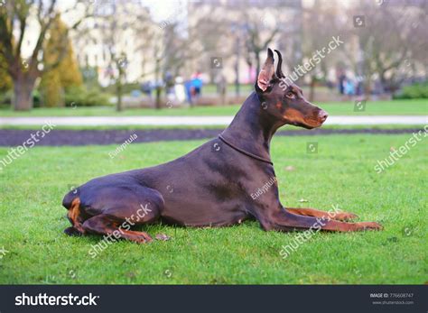 Why Do They Cut Doberman Ears And Tails