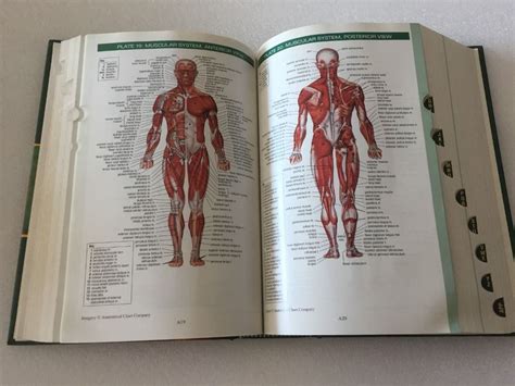 醫學詞典 圖解健康專業和護理醫學 Stedman s Medical Dictionary for the Health