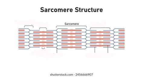 Sarcomere Structure Diagram Quizlet