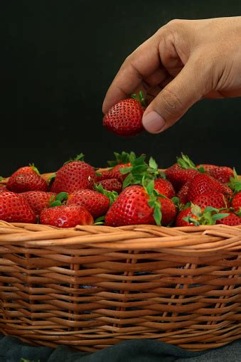 녹색 잎이있는 신선한 빨간 딸기 먹을 준비가된 신선한 빨간 딸기로 가득 찬 고리버들 바구니에서 딸기를 선택하는 인식 할 수없는