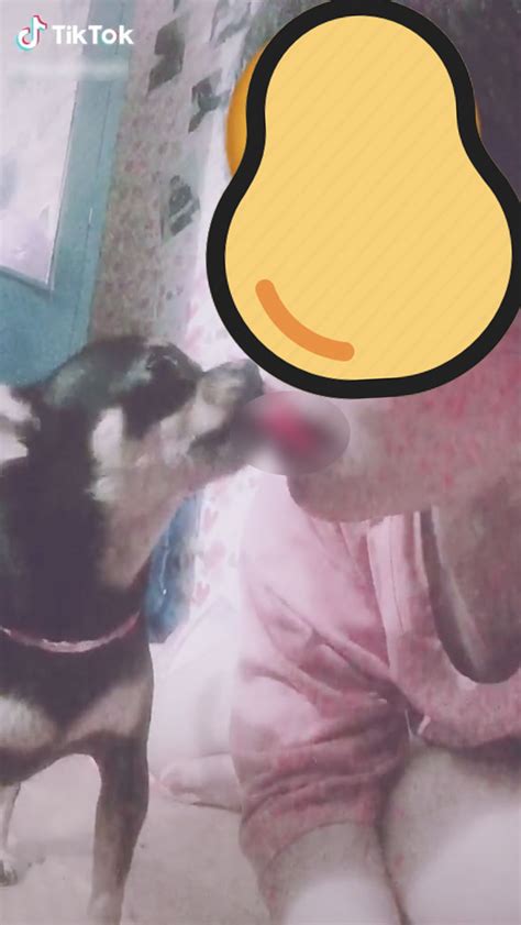 3000 Hình ảnh 2 Con Chó Hôn Nhau Tình Cảm Và Lãng Mạn