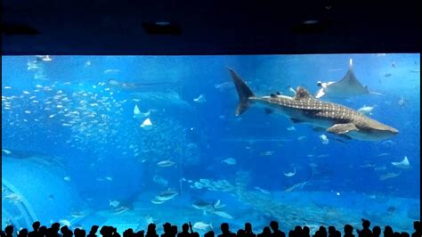 오키나와 츄라우미 수족관 고래상어1 Youtube