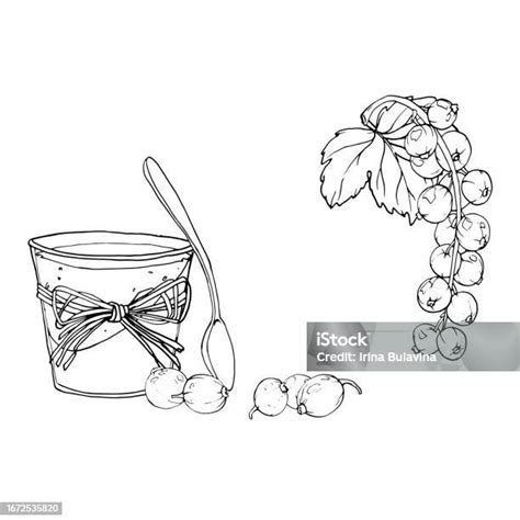 붉은 건포도 열매는 흰색 배경에 분리되어 있습니다 손으로 그린 벡터 식물 그림입니다 클립 아트 베리 가지 스케치 여름 과일 새겨진 스타일 일러스트 가을에 대한 스톡 벡터