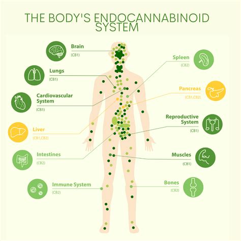 Introduction To The Endocannabinoid System By Plant Group Medium
