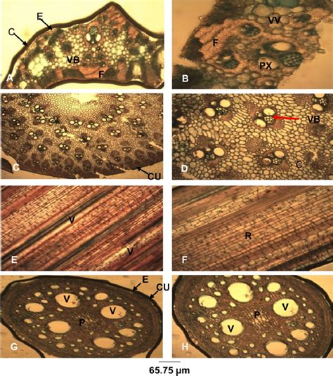 Photomicrographs Of Bambusa Vulgaris Accession Bv2 A And B