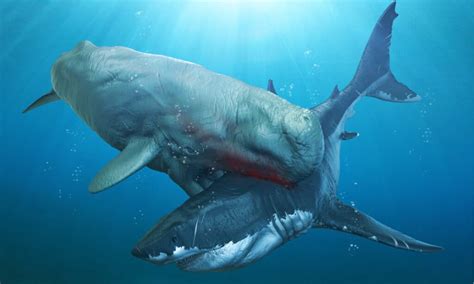 Mosasaurus Vs Megalodon Who Would Win In A Fight A Z Animals