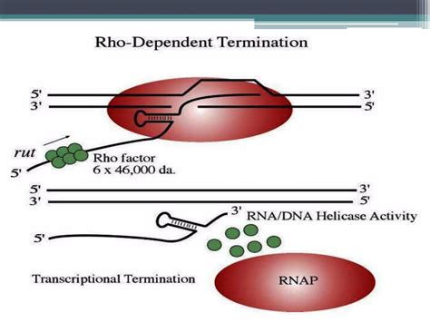 Transcriptional And Post Transcriptional Regulation Of Gene Expression Pptx
