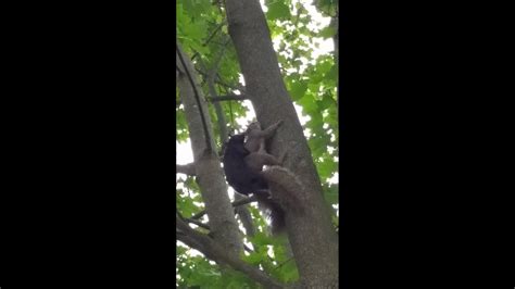 Two Squirrels Having Sex Both Males Taking Turns Youtube
