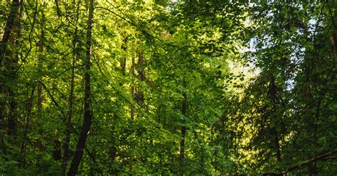 빨간 드레스를 입은 젊은 여자가 고사리와 함께 숲에서 뒷모습을 보인다 자연과 행복한 삶 모험의 개념 아름다운 빛 사진 Unsplash의 자연 이미지