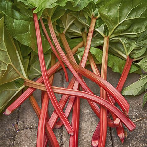 Rhubarb Stocks And Leaves