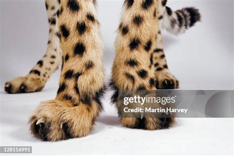Cheetah Claws