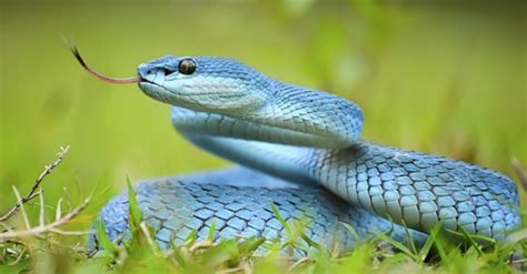 פרשת חקת איך הפך דווקא הנחש להיות סמל של רפואה הידברות