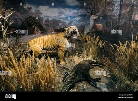 Museum Exhibition Of Wild Life Tiger Over Prey Scene From Wild Life