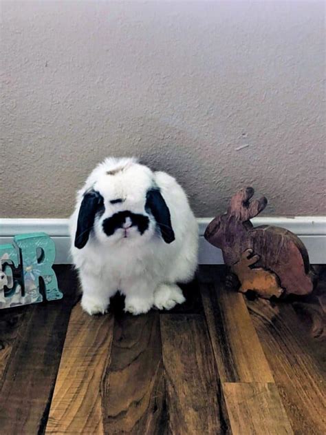 7 Best Breeds Of Rabbits For First Time Bunny Owners Story Every