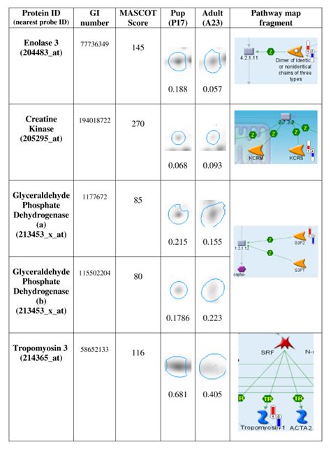 Protein Spot Identifications In Support Of Microarray Data Larger
