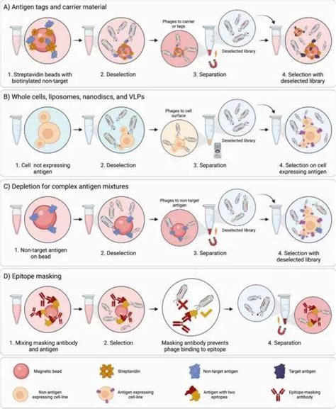 噬菌体展示抗体筛选之筛选策略 知乎