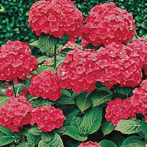 Red Hydrangea Can Really Fill Out A Bouquet The Red Hydrangea Is A