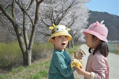Instagram의 Honeynamoo님 “이게봄이지🌸 여기저기보이는 벚꽃구경사진들~ 효자효녀사는 동네도 빠질수없다👦🏻👧🏻 전북무주인가 충북영동인가 경계에사는자 ㆍ