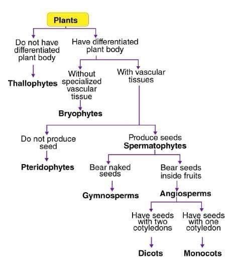 Plants Classification Organic Consumers Association Of Australia