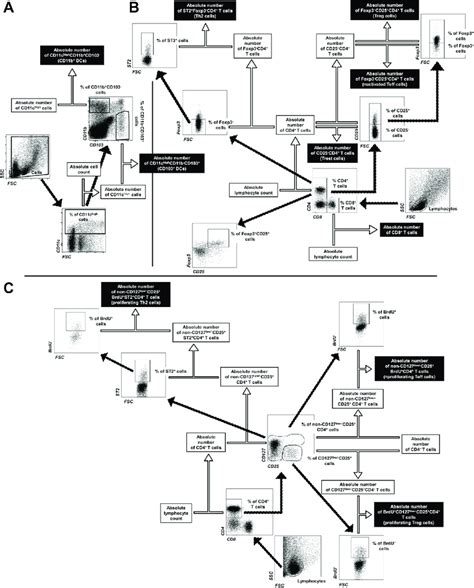 Gating Strategy For Facs Analysis And Calculation Of The Absolute Cell Download Scientific