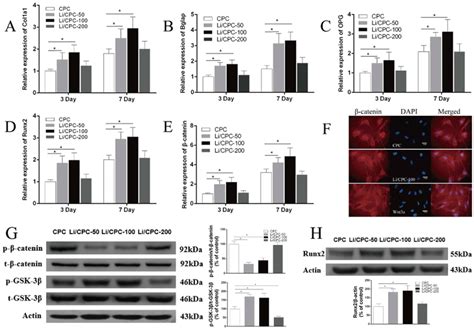 Activation of the Wnt β catenin signalling pathway via lithium released