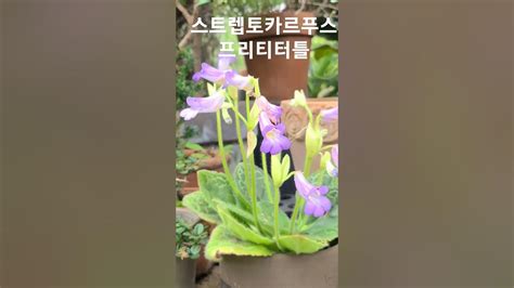 더그린가든센터 프리티터틀 Youtube