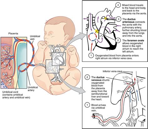 Fetal Circulation Wikipedia Circulacion Fetal Sistema Circulatorio
