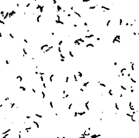 Finding The Circularity Of Cell Tracks Rimagej