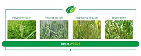 China Herbicide Mesosulfuron Methyl 95 Tc 30g L Od Cas No 208465 21 8 Manufacturers Suppliers