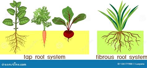 Root Types Examples In Soil From Side View In Biological Outline Diagram Vector Illustration