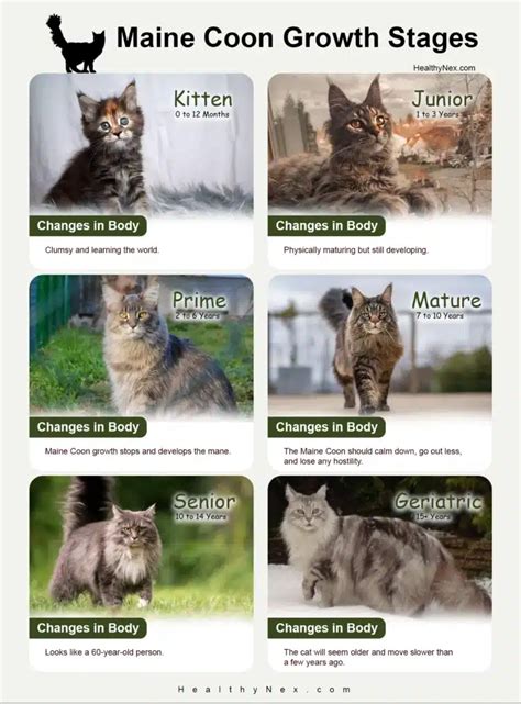 Maine Coon Cat Height Chart Maine Coon Cat Size Chart Vutk