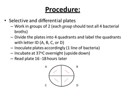 Lab 4 Enterobacteria Identification Flashcards Quizlet