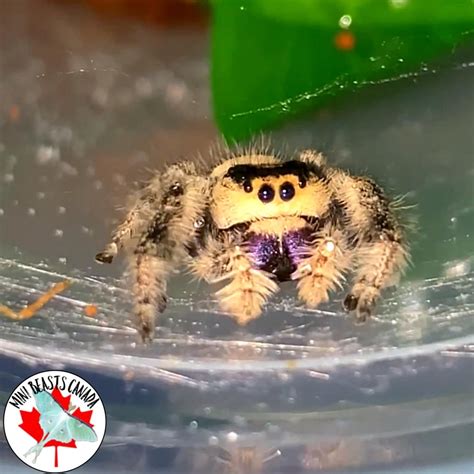 Phidippus Regius Female R Entomology