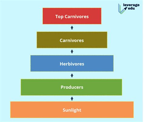 Class 10 Our Environment Ncert Notes Question Bank Leverage Edu