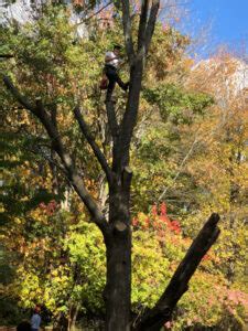 Residential Tree Service A M Tree Service Northeast Ohio