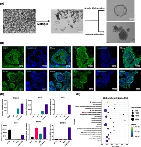 Lung Organoid Induction And Identification A Generation Of Two Kinds