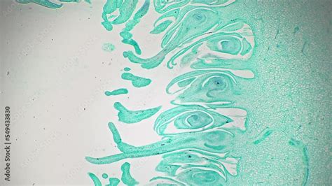 Vídeo Do Stock Fruit Of Ficus Carica In Transversal Section Magnified