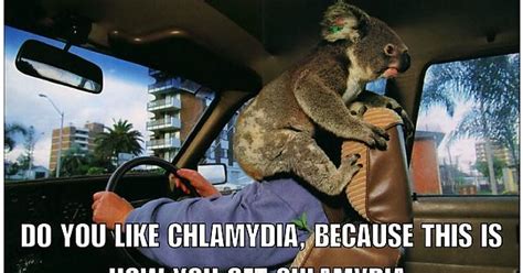 All Koala Bears Have Chlamydia Album On Imgur