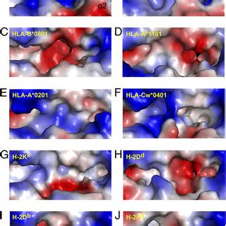 The Structure Of The Chicken Mhc Class I Molecule Bf2 0401 A The