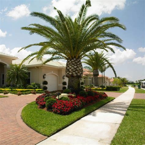 19 Exceptional Ideas To Decorate Your Landscape With Palm Trees