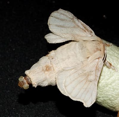 Exploring The Cultivated Silk Moth Bombyx Mori Under The Microscope