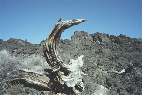 516 Lava Fields Dust Breeding