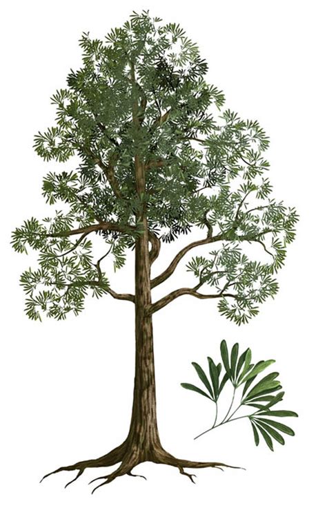 Glossopteris Cool Dino Facts Wiki