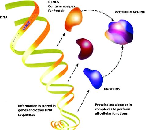 6 Genes Proteins And Molecular Machines Download Scientific Diagram